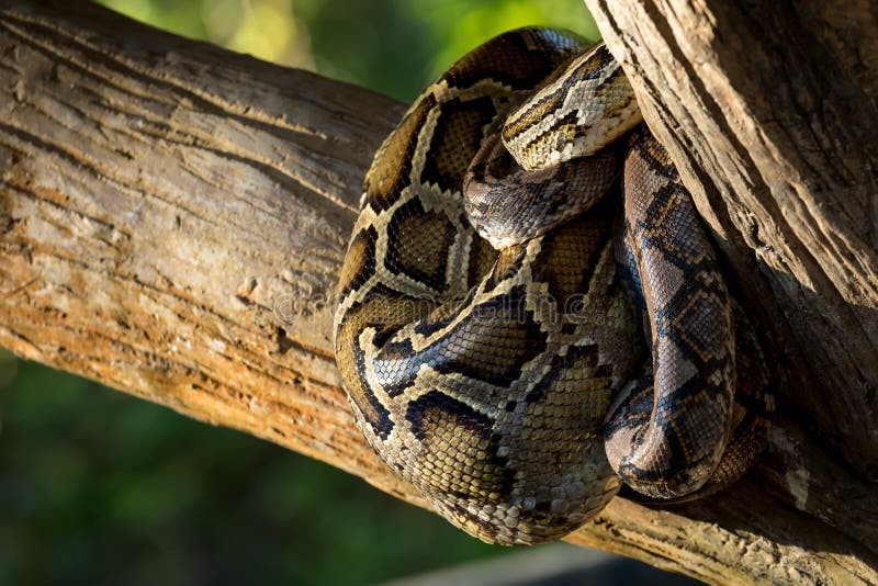 Close-up Big Reticulated Python or Malayopython Reticulatus Curl ...