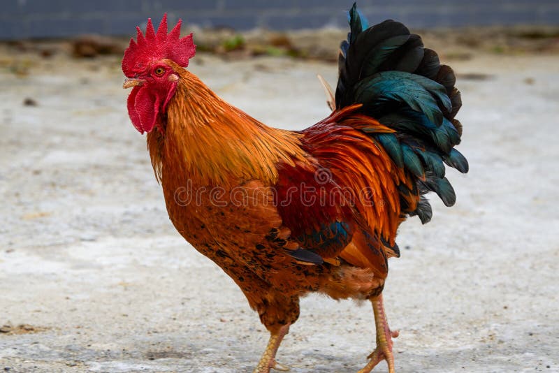 Close-up of Big Rooster Free Range in Rural Area Stock Image - Image of ...