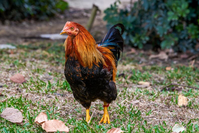 Close-up of Big Rooster Free Range in Rural Area Stock Photo - Image of ...