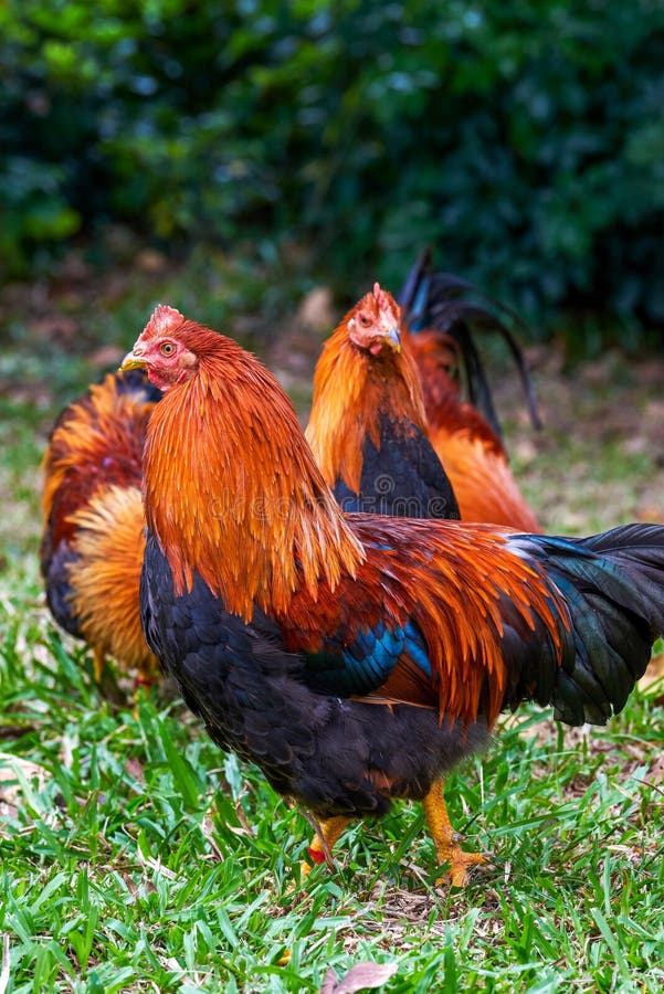 Close-up of Big Rooster Free Range in Rural Area Stock Photo - Image of ...