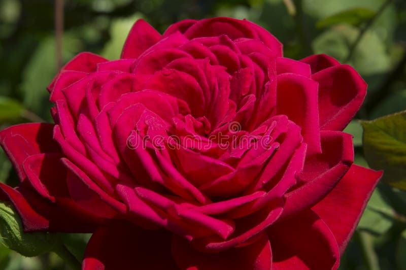 Close-up: Big Round Intense Red Rose Stock Photo - Image of wallpaper ...
