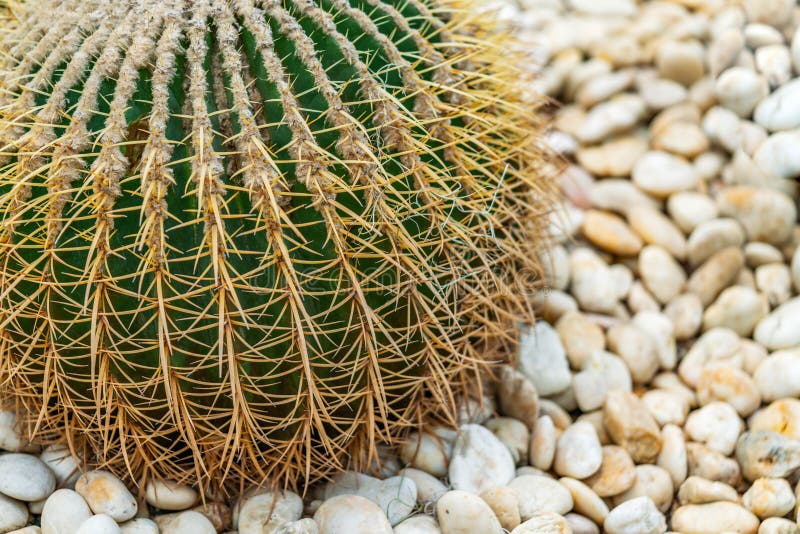 Close Up a Big Round Shape or Barrel Cactus with White Pebble Stones ...