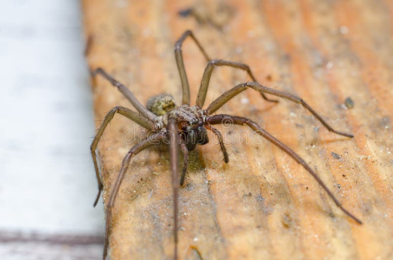 Big scary spider stock image. Image of dangerous, eyes - 141794639