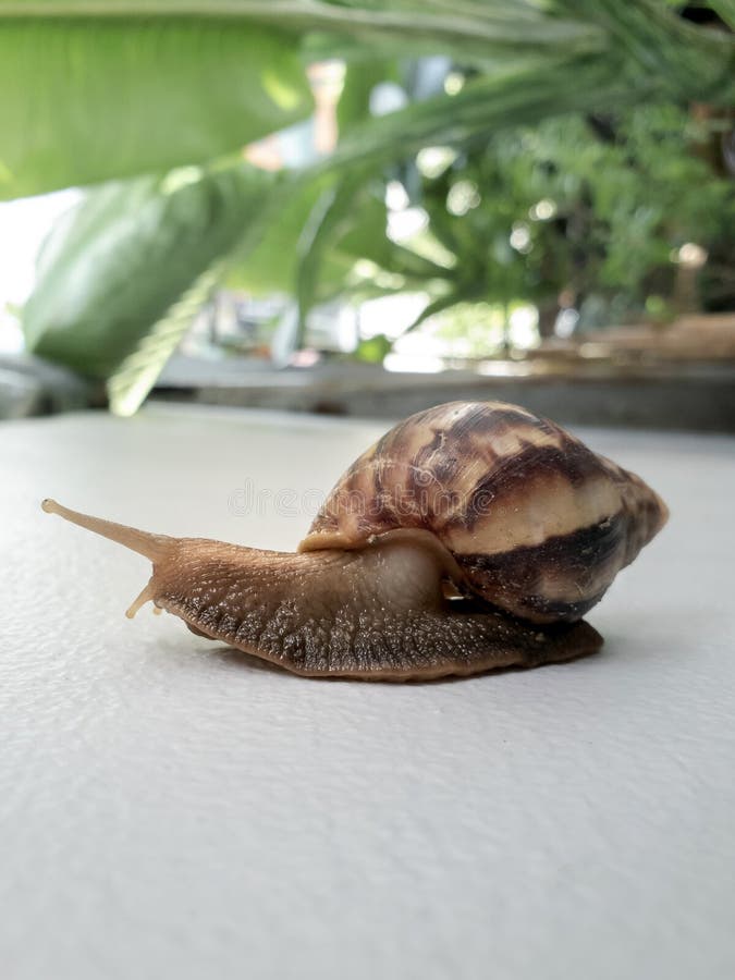 Close Up of Big Snail in Shell Crawling on Ground Stock Image - Image ...