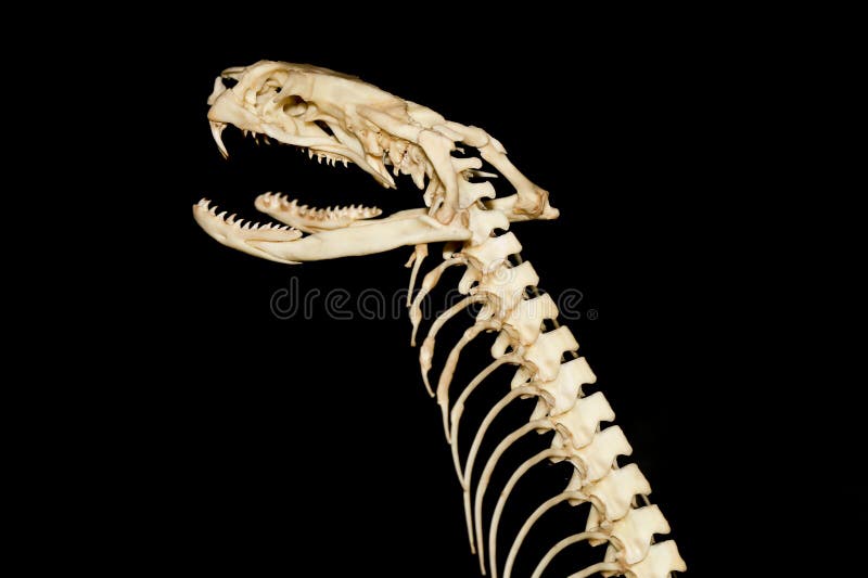 Close Up Big Snake Bone on Dry Stick Stock Image - Image of study ...