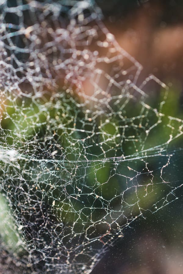 Close-up of Big Spider Web on Window with Light Shining through it and ...