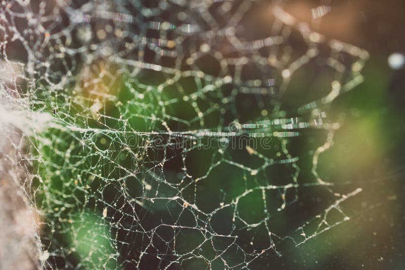 Close-up of Big Spider Web on Window with Light Shining through it and ...