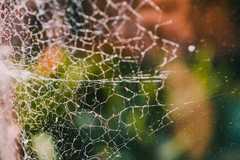 Close-up of Big Spider Web on Window with Light Shining through it and ...