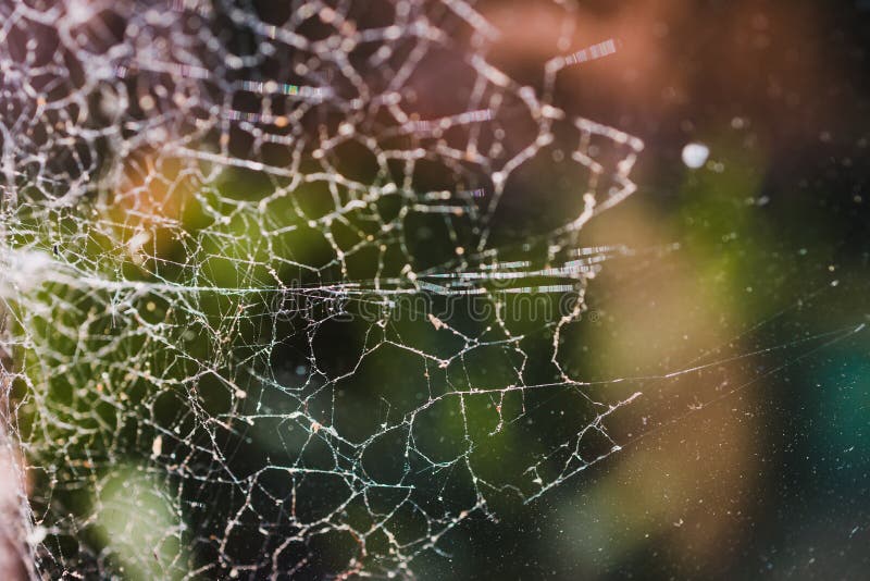 Close-up of Big Spider Web on Window with Light Shining through it and ...