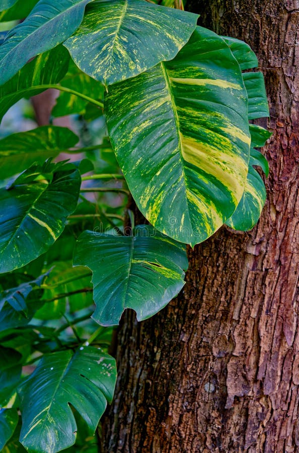 Close Up a Big Spotted Leaf or Ceylon Creeper in Nature Stock Photo ...