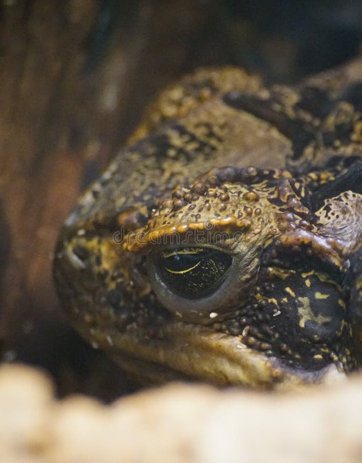 A close up of a big toad stock image. Image of apidae - 265967445