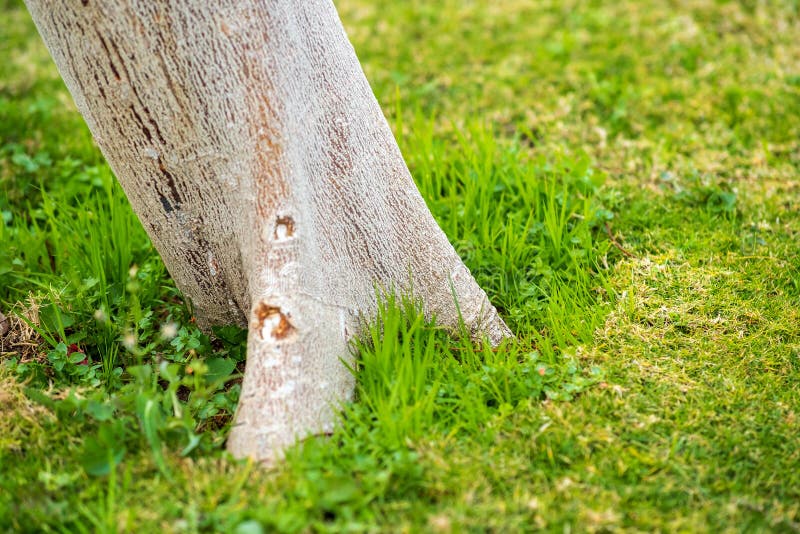 Close Up of a Big Tree Trunk on Green Grass Lawn in Summer Stock Image ...