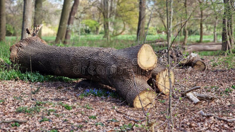 Big Tree Trunk Lying Down in the Park. Stock Image - Image of landscape ...