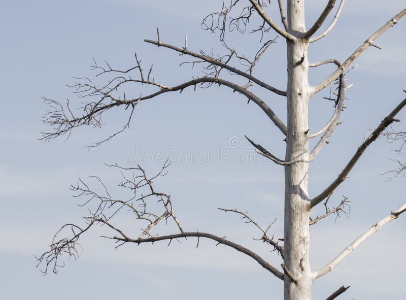Close-up of a Big White Dead Tree. Stock Image - Image of christmas ...