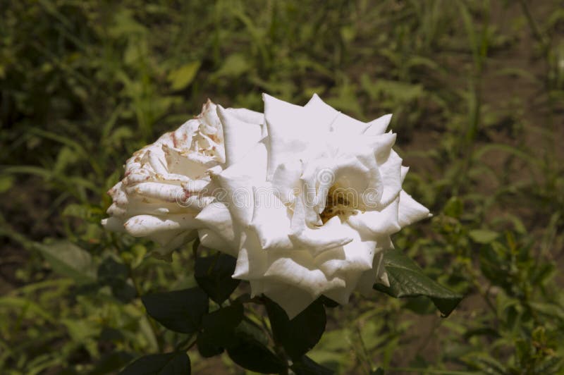 Close-up: Big White Rose Twin Flower Stock Image - Image of twin ...
