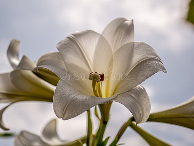 Close Up of a Big White Wedding Lily Stock Image - Image of gardening ...