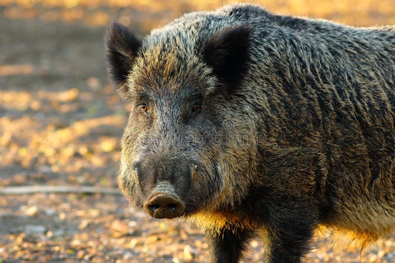 Close up of big wild boar stock photo. Image of mammal - 81347070
