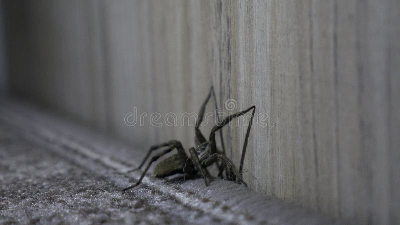 Close Up of a Big Wolf Spider Inside a House. Stock Image - Image of ...
