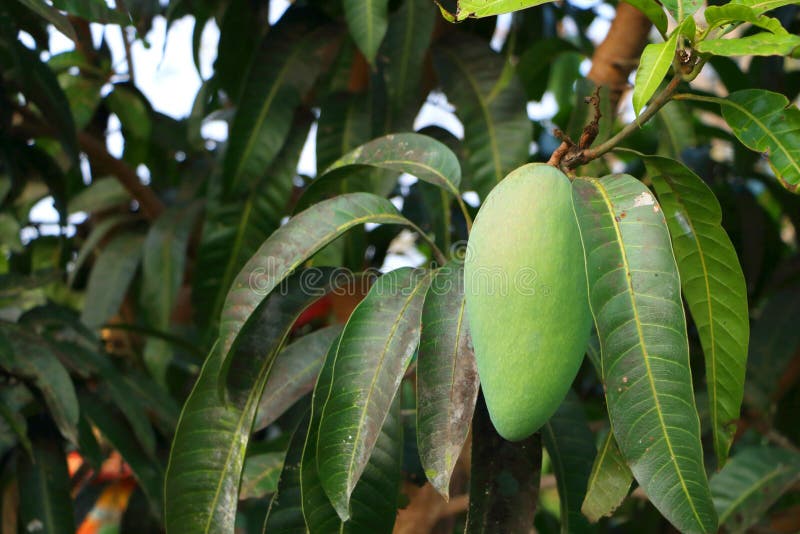 1,163 Big Mango Tree Photos - Free & Royalty-Free Stock Photos from ...