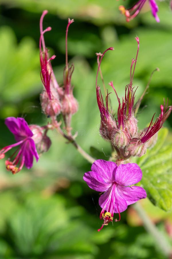 Bigroot Geranium (geranium Macrorrhizum Stock Photo - Image of closeup ...