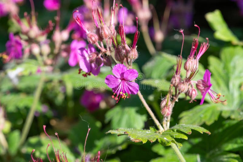 Bigroot Geranium (geranium Macrorrhizum Stock Photo - Image of ...
