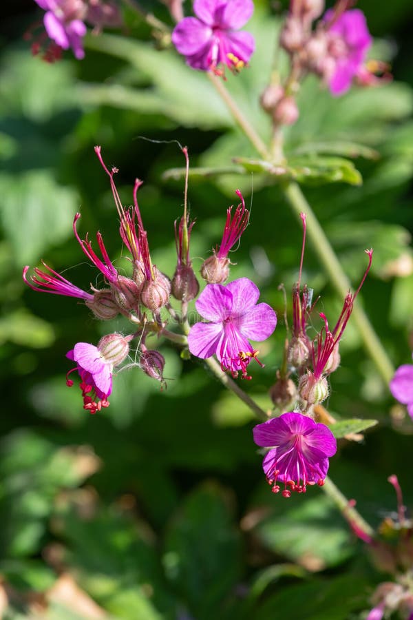 Bigroot Geranium (geranium Macrorrhizum Stock Photo - Image of ...
