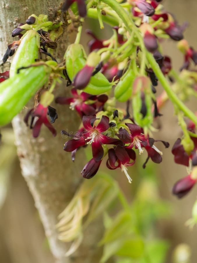 Close Up of Bilimbi Flower on Tree Stock Photo - Image of tropics ...