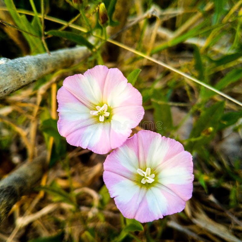 Close Up of Bindweed Flower. Bindweed Flower. Morning Glory Flower ...
