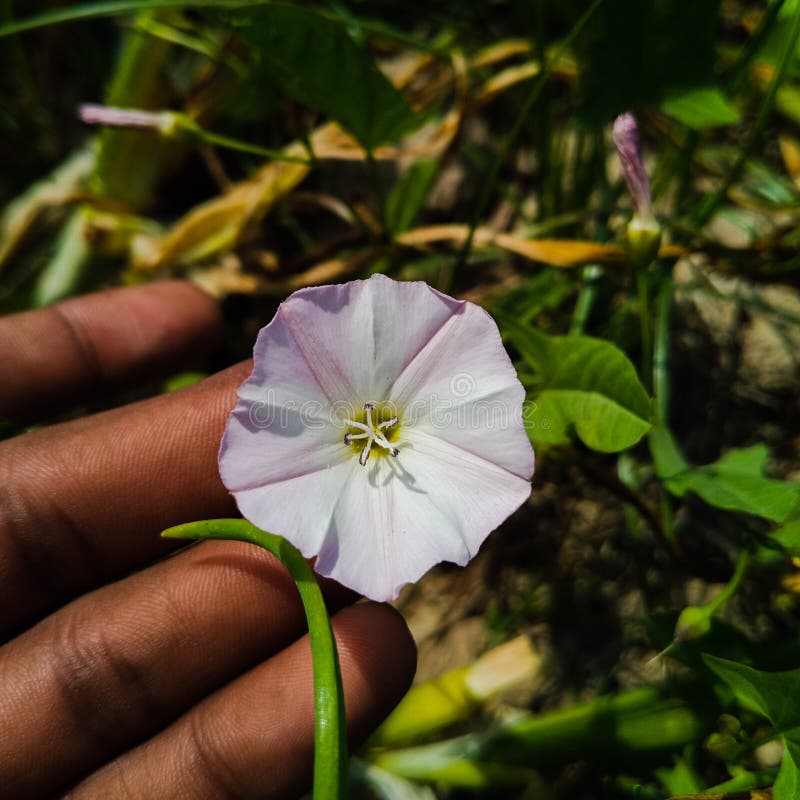 Close Up of Bindweed Flower. Bindweed Flower . Convolvulus Scammonia ...