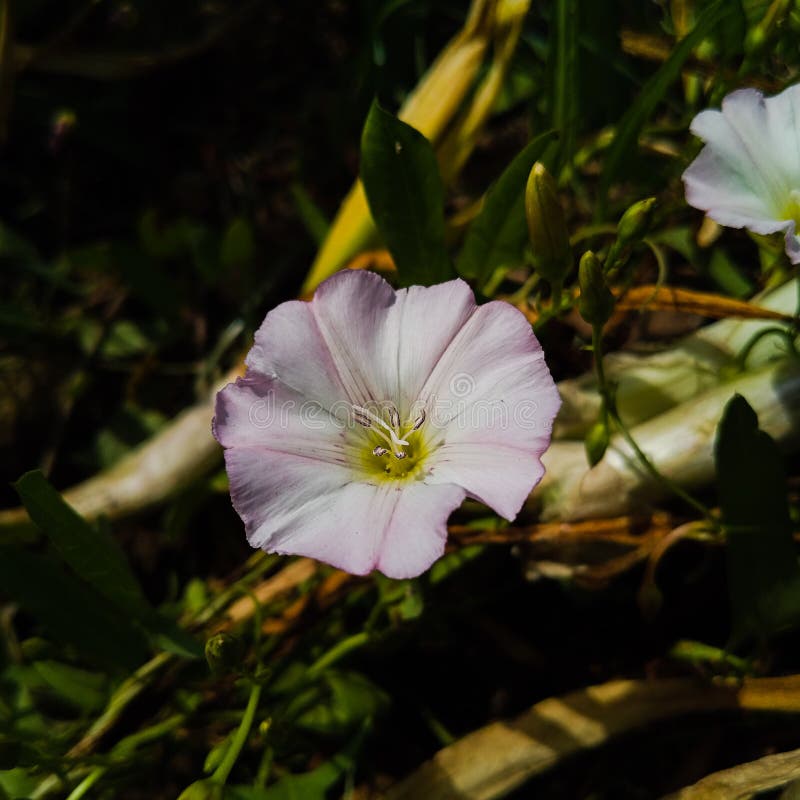 Close Up of Bindweed Flower. Bindweed Flower. Morning Glory Flower ...