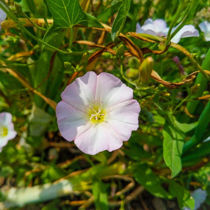 Close Up of Bindweed Flower. Bindweed Flower . Convolvulus Scammonia ...