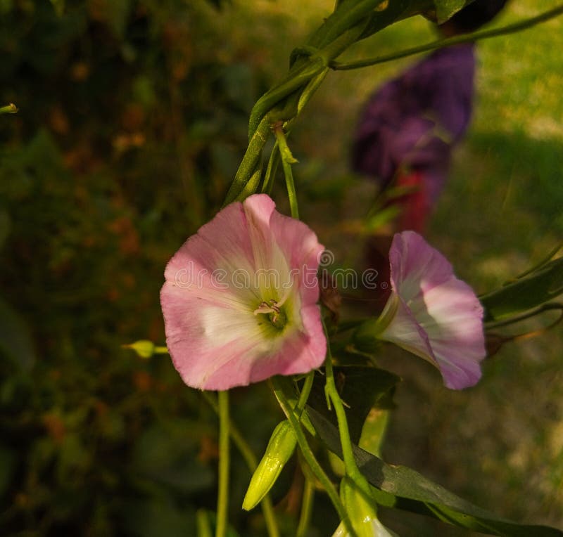 Close Up of Bindweed Flower. Bindweed Flower on White Background ...