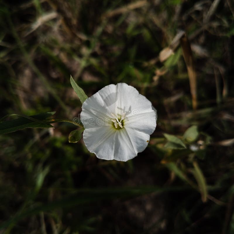 Close Up of Bindweed Flower. Bindweed Flower. Morning Glory Flower ...