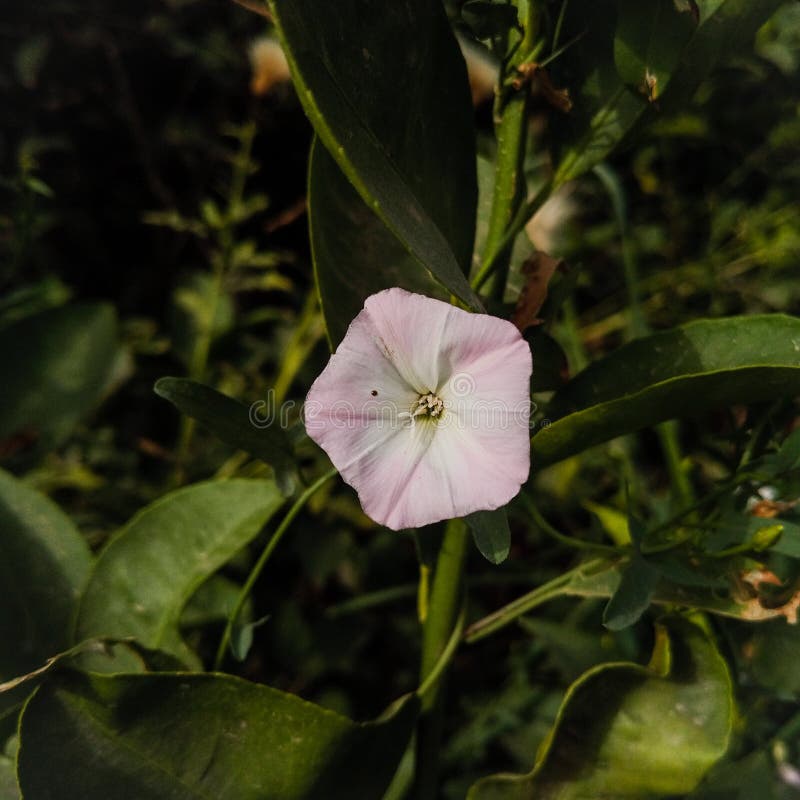 Close Up of Bindweed Flower. Bindweed Flower. Morning Glory Flower ...