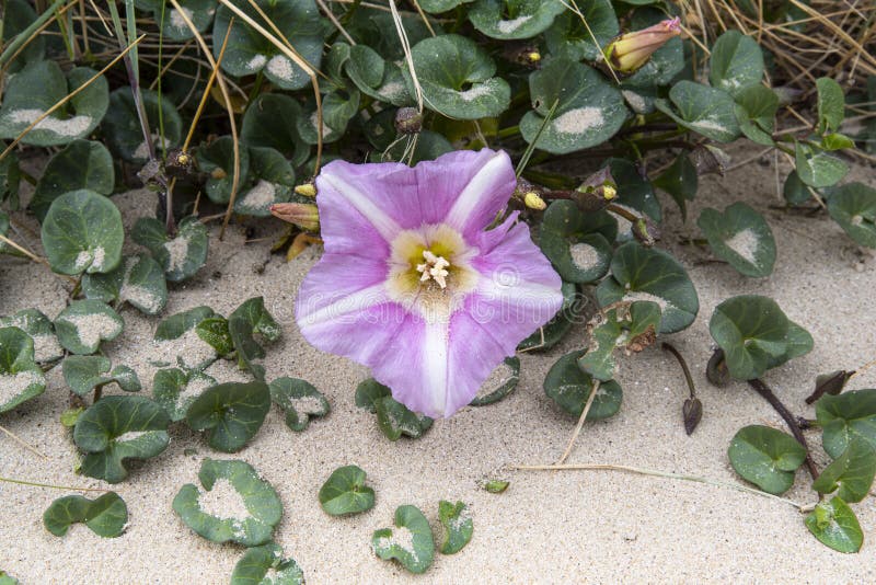 Close Up of Bindweed Flower. Bindweed Flower . Convolvulus Scammonia ...