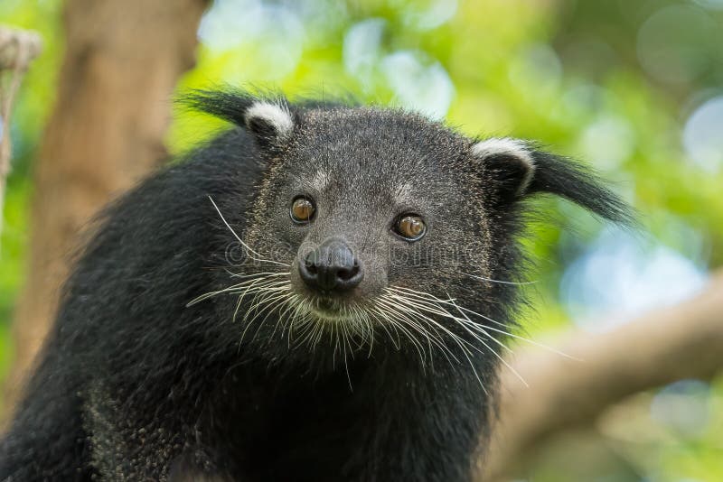 Close Up of Binturong Face Looking into a Distance Stock Image - Image ...