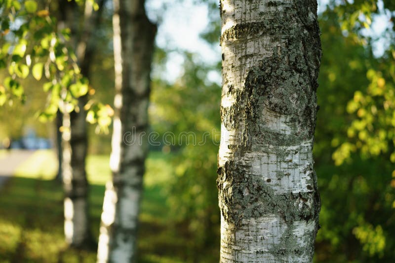 Close Up Birch on an Alley with Beautiful Bokeh on the Back Stock Photo ...