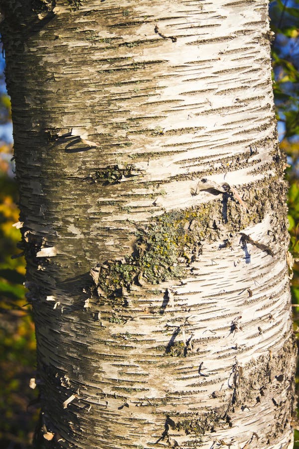 Close Up of Birch Bark; Birch Tree Stock Photo - Image of wood, peeling ...