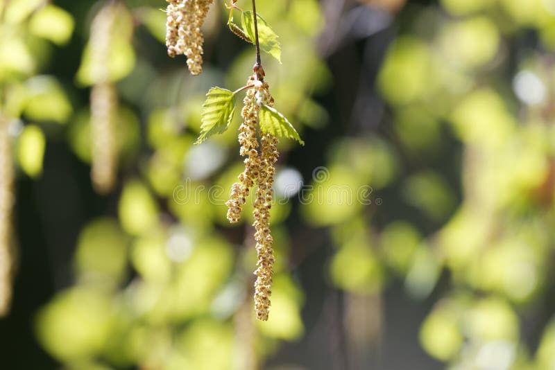 Birch Catkins Hanging On A Branch Stock Image - Image of catkin, forest ...