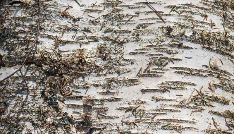 .a Close-up of the Birch is Seen, Which is Mottled and Textured Stock ...