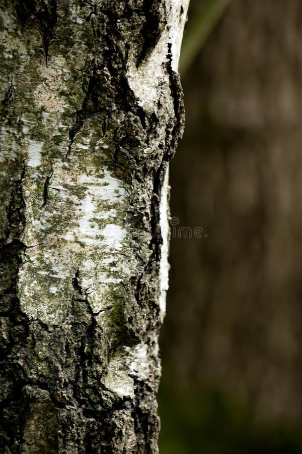 Close-up on a Birch Tree Trunk with Visible and Interesting Texture ...