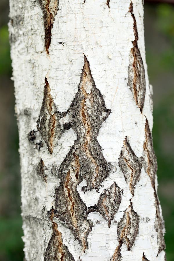 Close up of birch tree. stock image. Image of brown, forest - 35720785