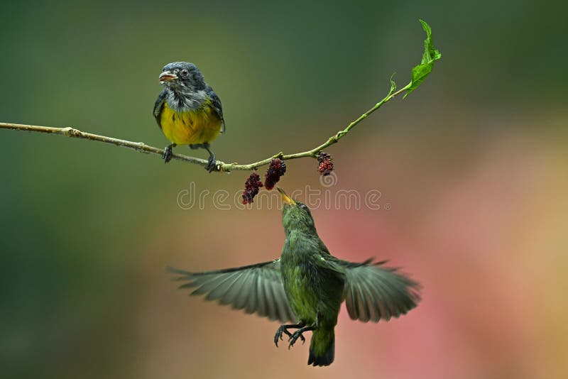 Close Up, Bird Eating Fruit Stock Photo - Image of flower, twig: 234344346