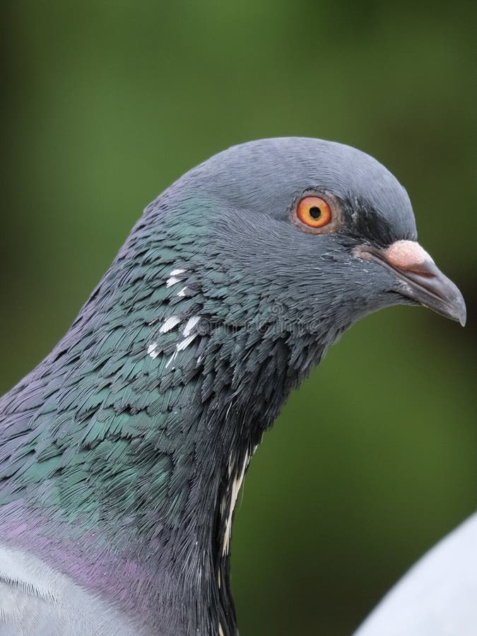 Close Up of Bird Face at the Park Stock Photo - Image of park, face ...