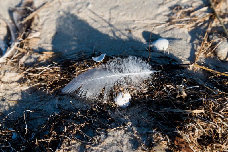 Close Up Bird Feather on Beach Stock Image - Image of abstract ...