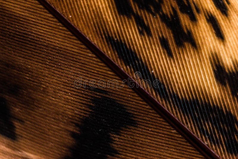 A Close-up Of A Bird Feather Pheasant Stock Image - Image of life ...