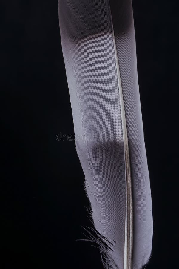 Close Up of Bird Feather Showing Fine Details Stock Image - Image of ...