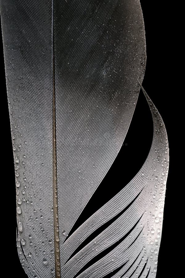 Close Up of Bird Feather Showing Water Droplets Stock Photo - Image of ...