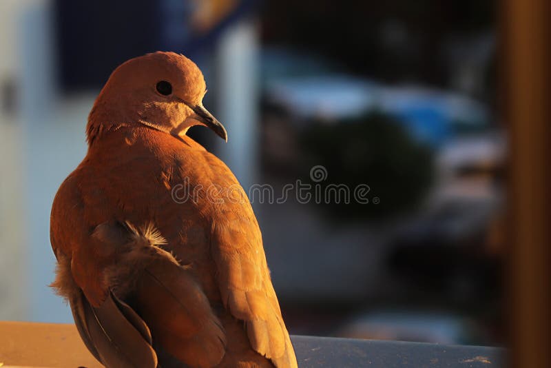Close-up Bird Looking Behind at Sunrise Stock Image - Image of ...
