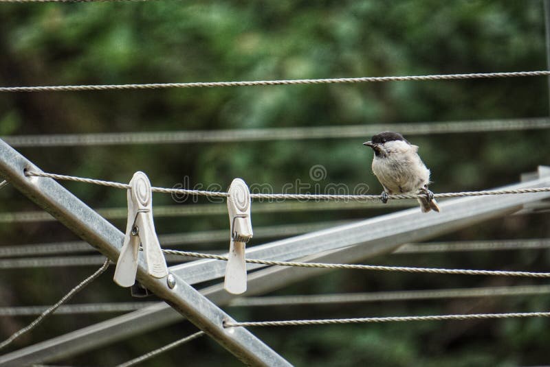 Close-up of Bird Perching on Clothes Hanger Stock Photo - Image of ...
